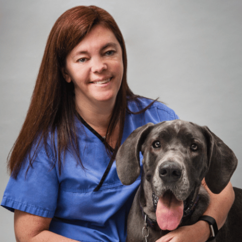 Veterinarian In Williston, VT 05495 | BEVS