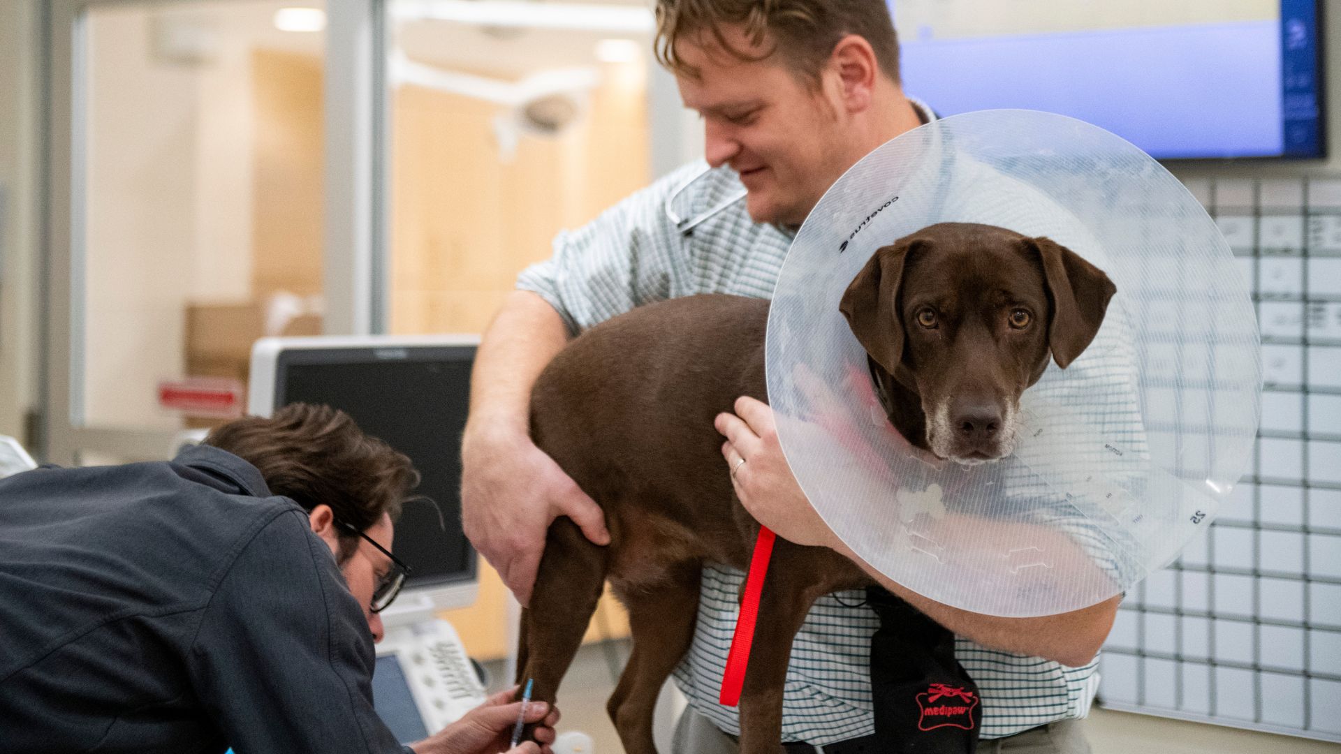 Veterinarian In Williston, VT 05495 | BEVS