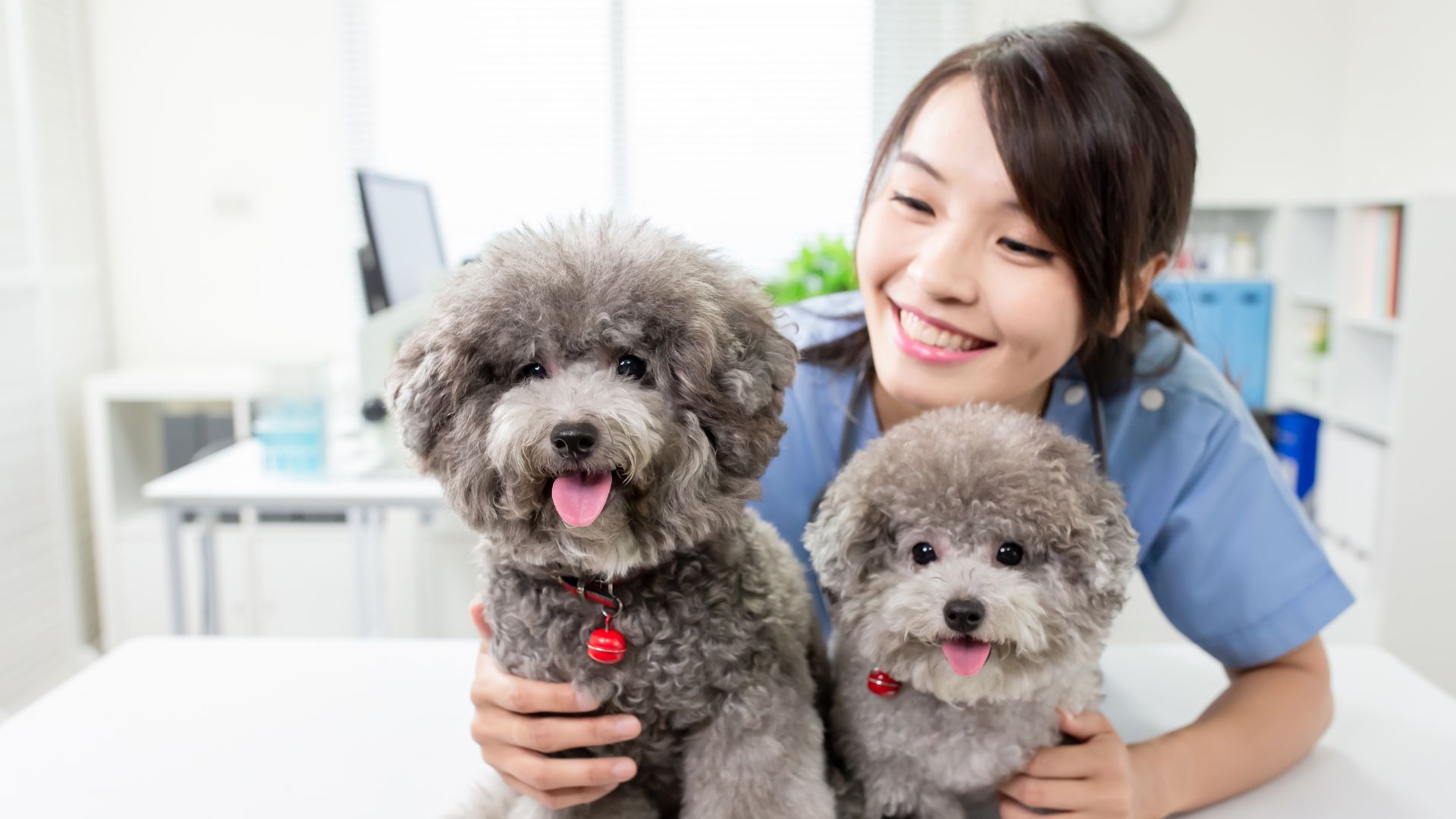 Brochure Request | Burlington Emergency And Veterinary Specialists