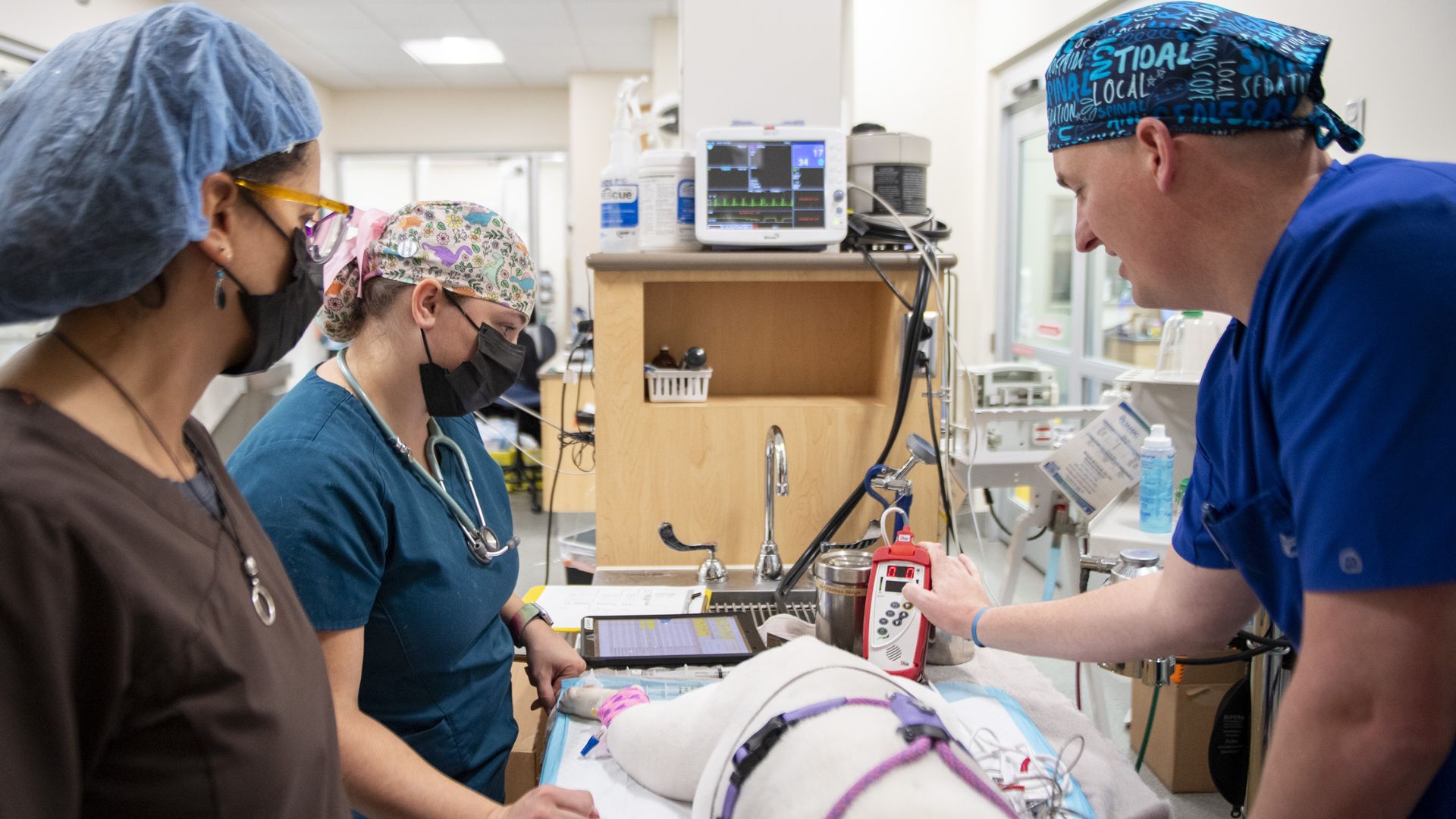 Veterinarian In Williston, VT 05495 | BEVS